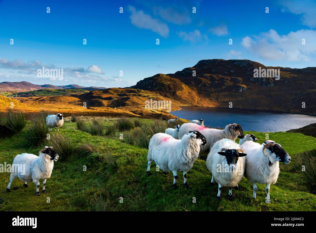 Sheep standing above Lough Reelan at Lough Salt, Rosguill, Glen, County ...