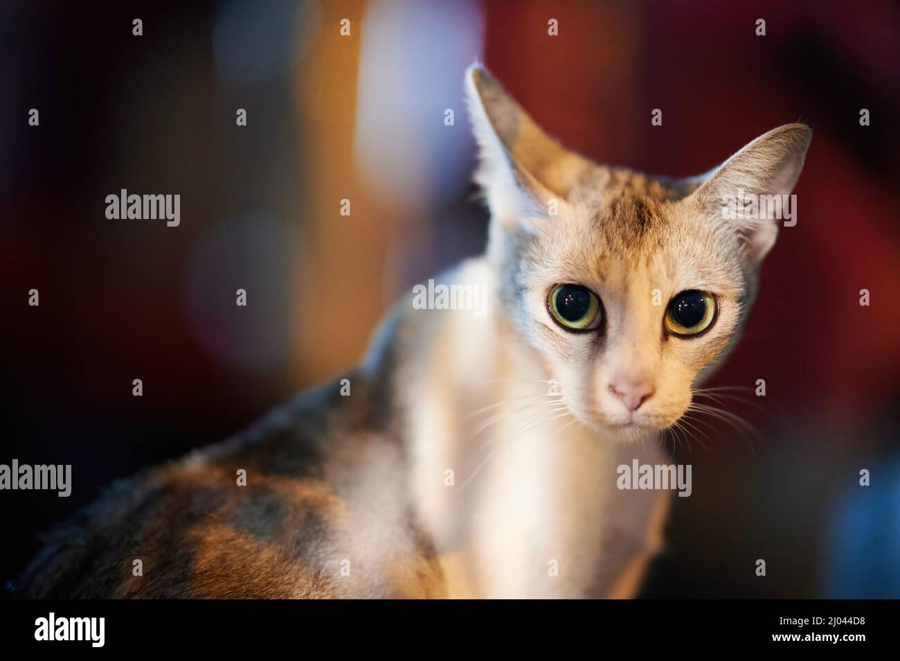 Selective Focus Of A Cute Little Domestic Cat With Big Eyes In Wholesale Fruit Market In Hong