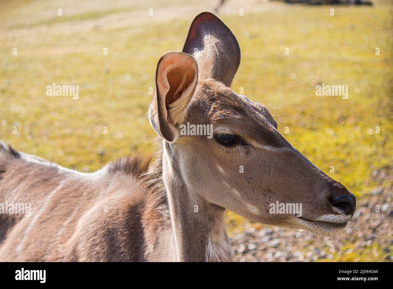 Side view of a deer face in the field Stock Photo - Alamy
