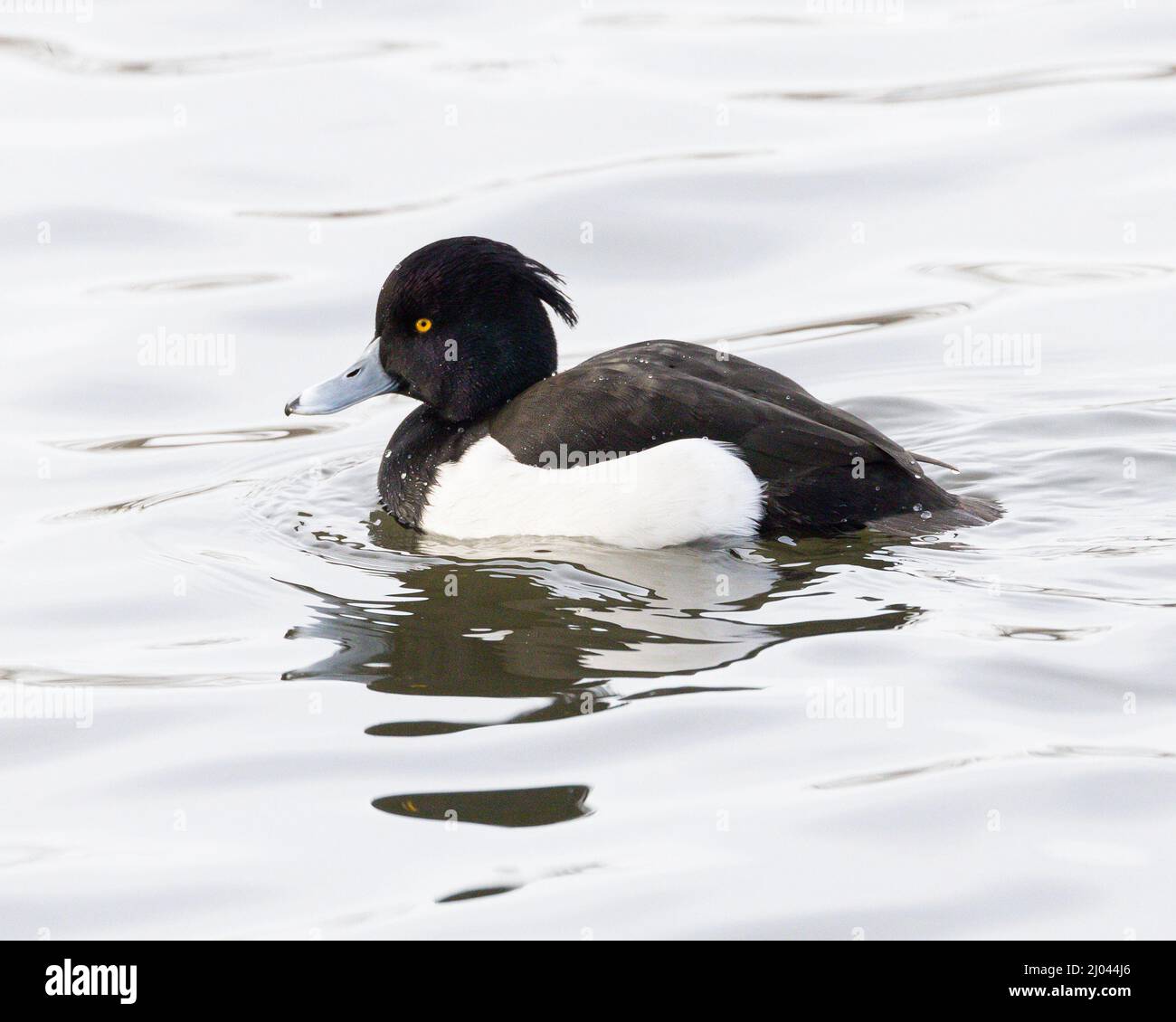 wildlife birds : single male tufted duck ( Aythya fuligula ) swimming ...