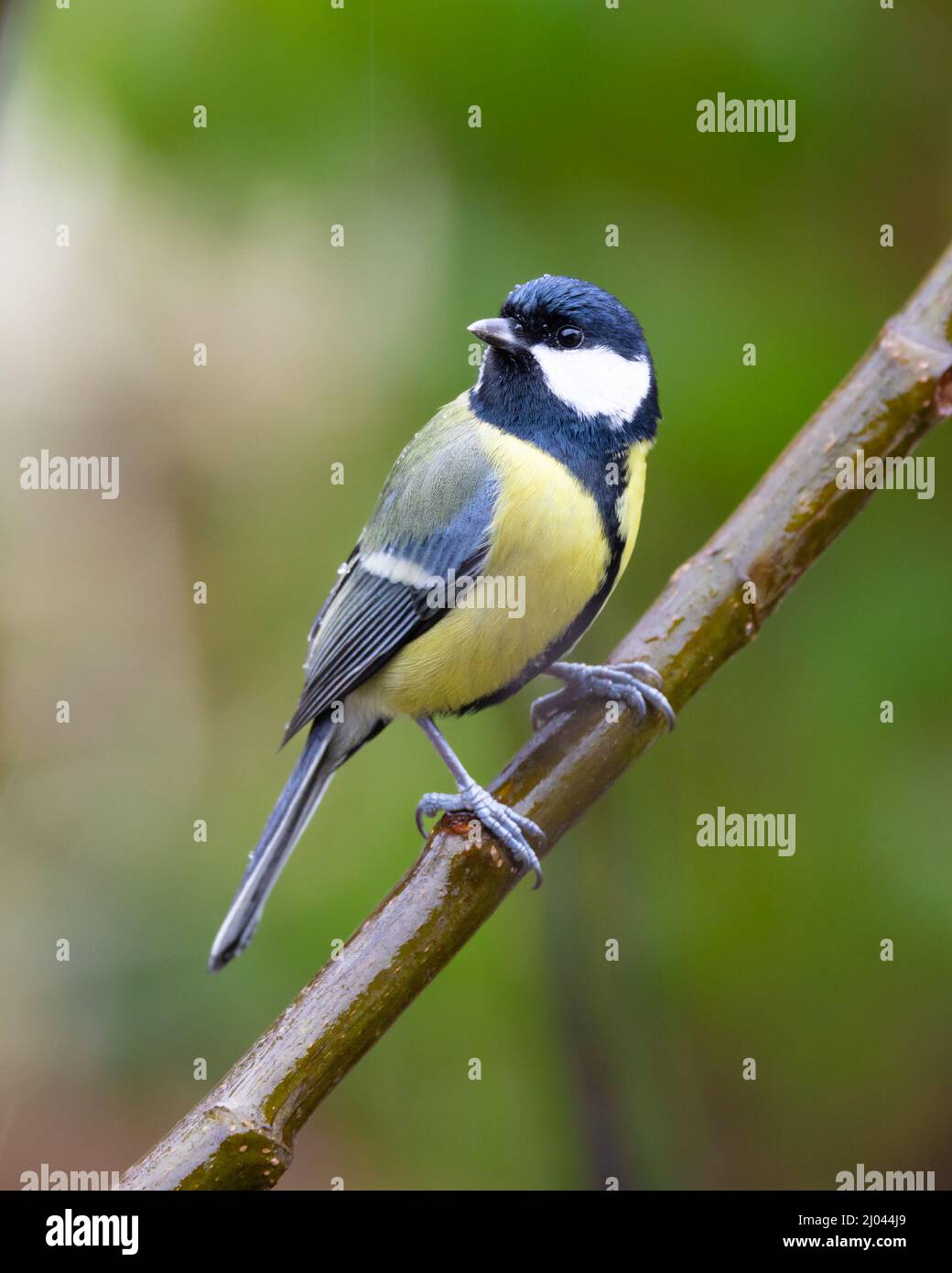 wildlife birds: great tit ( Parus major ) sitting on a branch in front ...