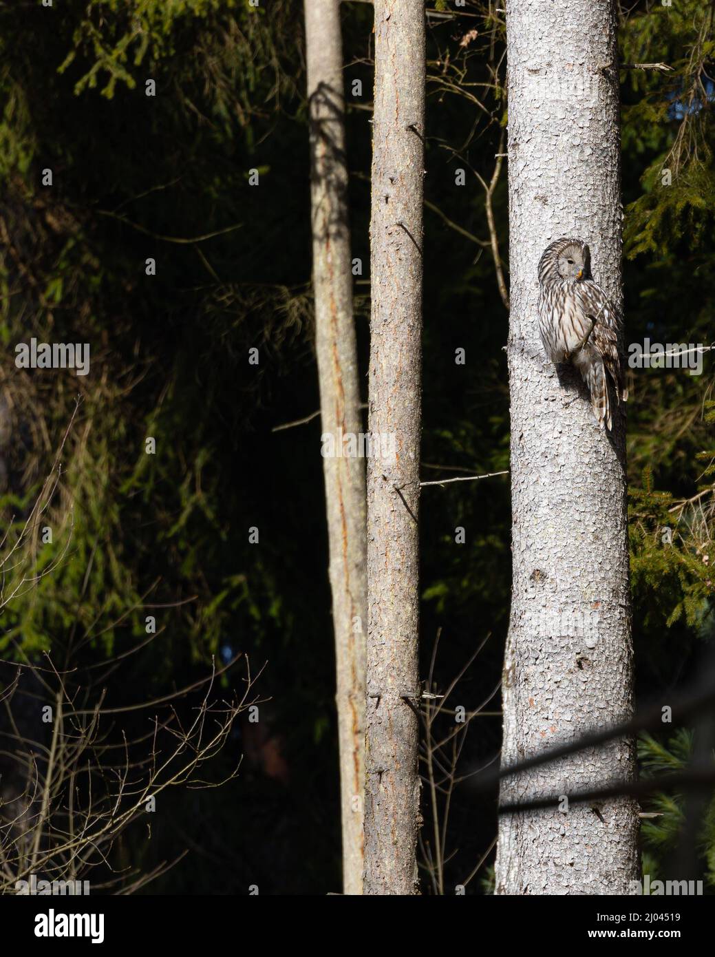 rare wildlife birds: single Ural owl ( Strix uralensis ) sitting in a ...