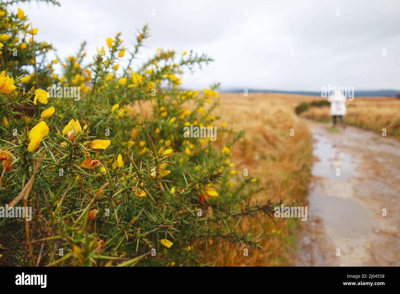 Closeup of the yellow flowers on a gorse bush in Isle of Arran ...