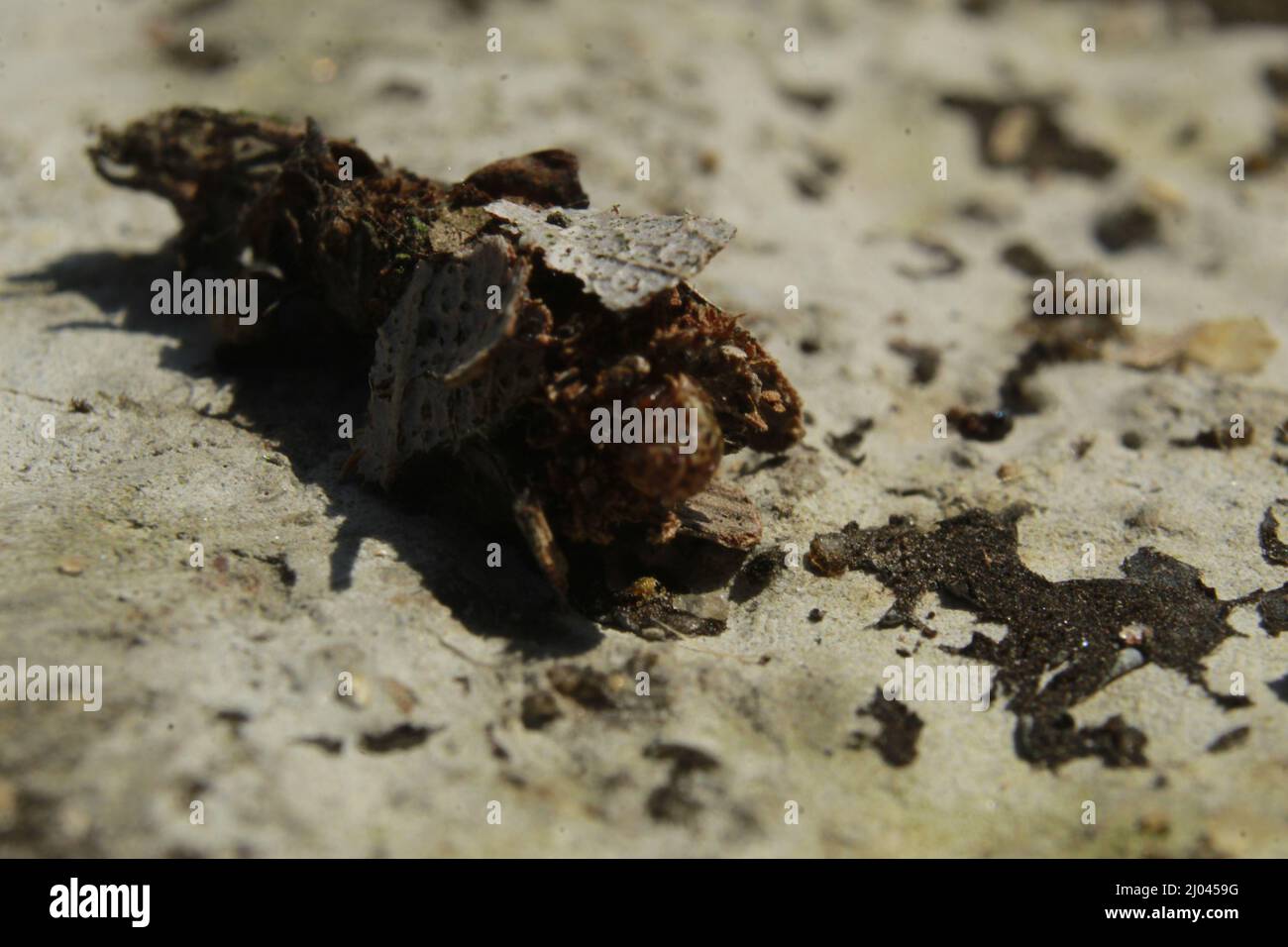 Weird insect with a protective cocoon or shell, Coolest Camouflage ...