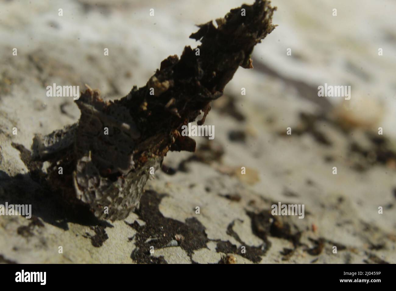 Camouflage insect hi-res stock photography and images - Alamy