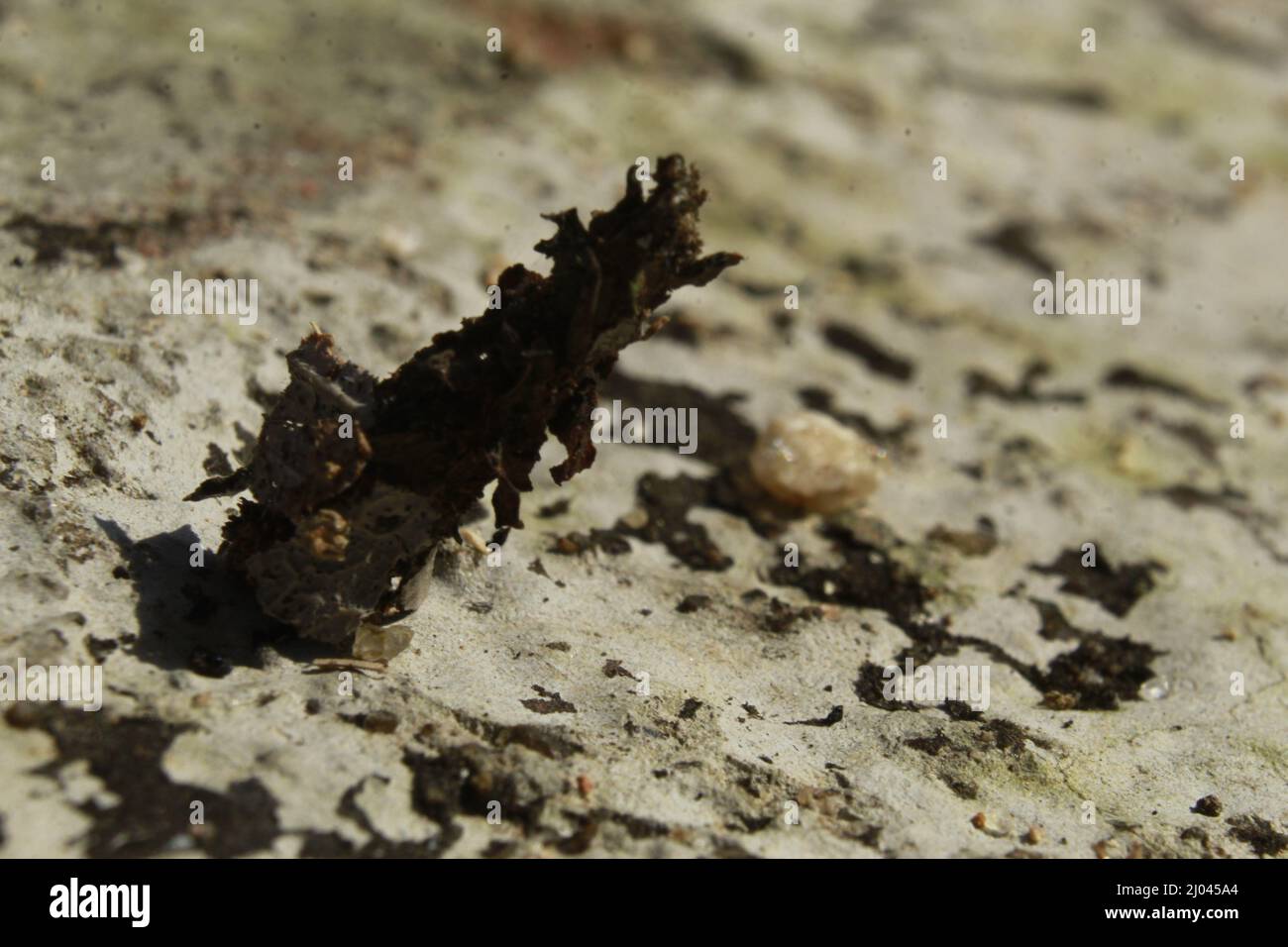 Weird insect with a protective cocoon or shell, Coolest Camouflage ...