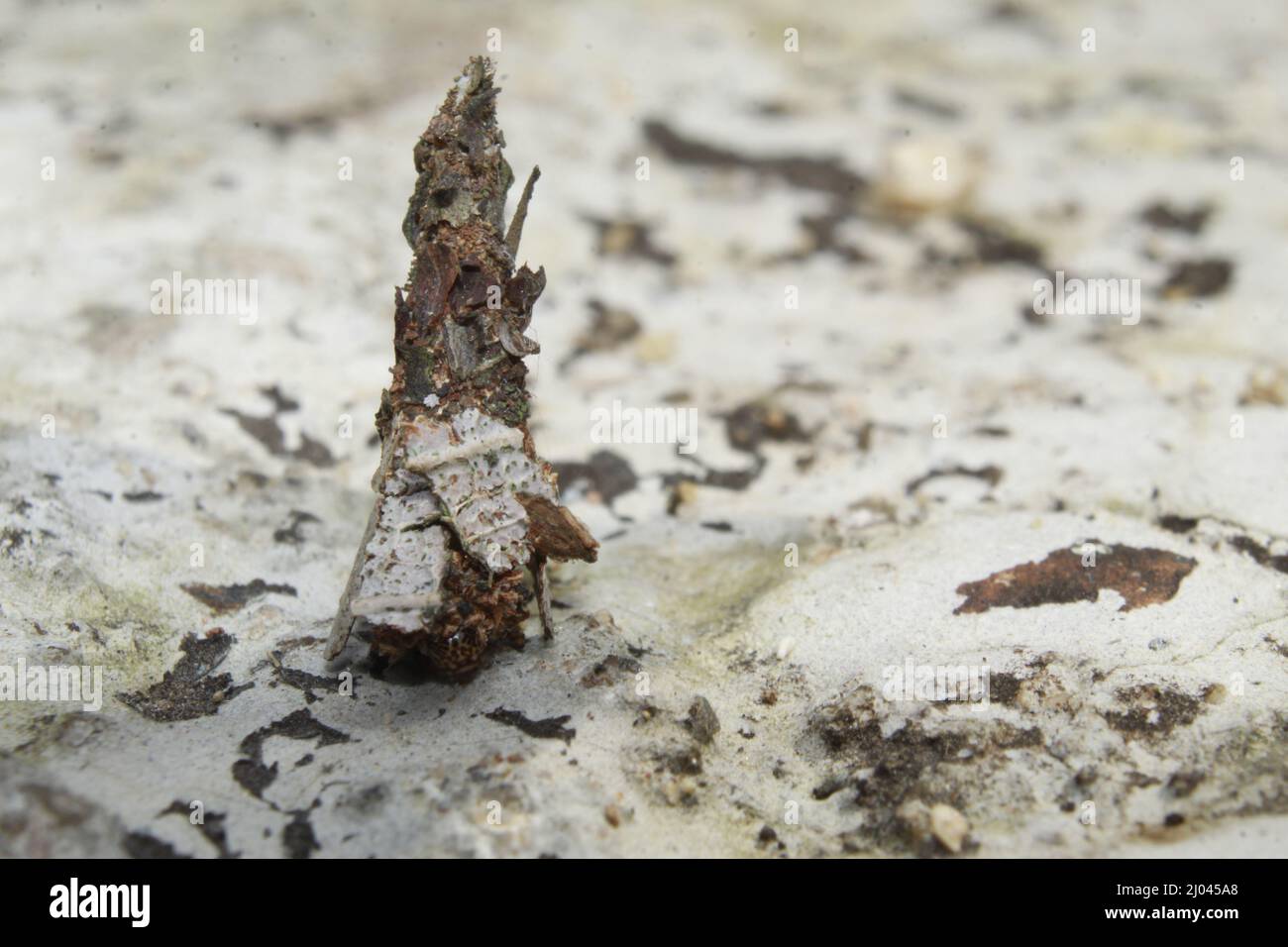 Weird shell hi-res stock photography and images - Alamy