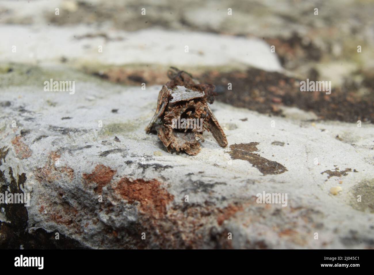 Insect cocoon hi-res stock photography and images - Alamy