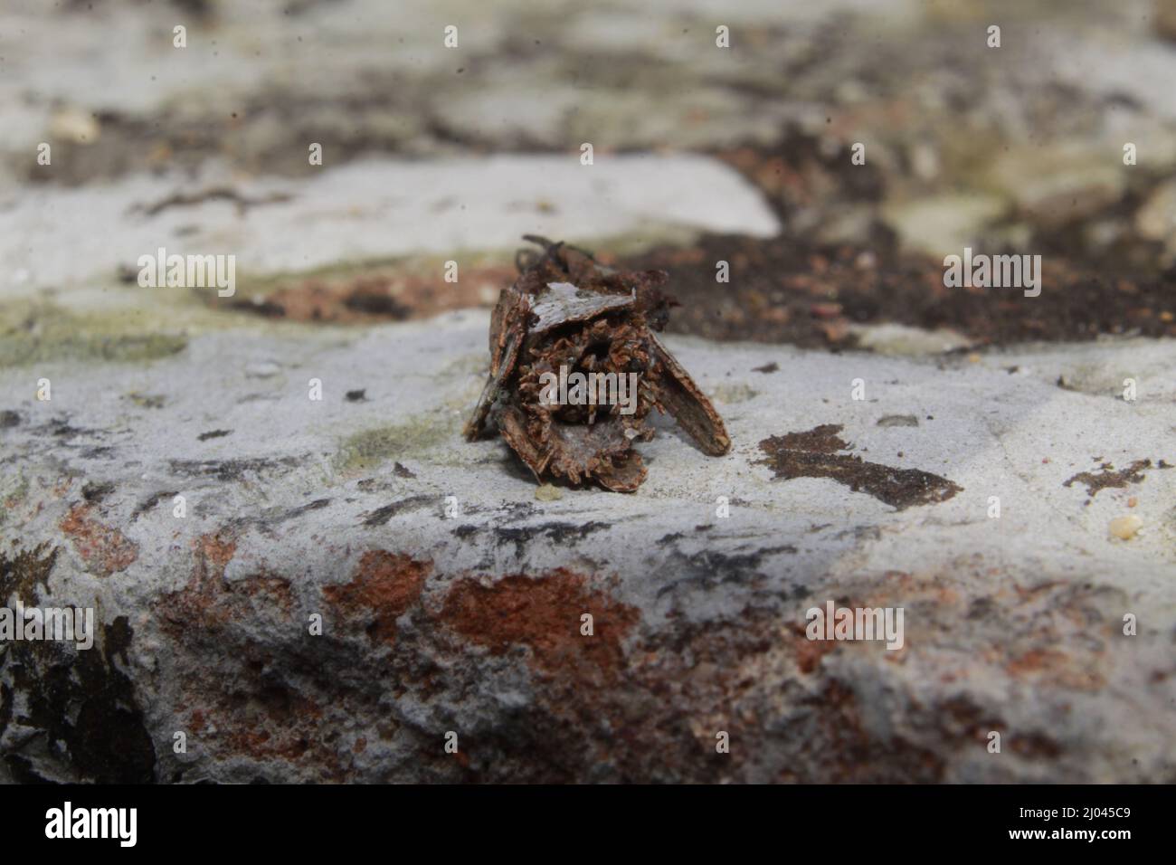Pupa shell hi-res stock photography and images - Alamy