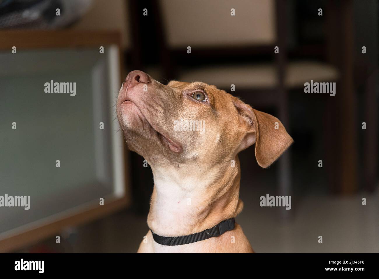 Caramel colored dog looking up. Salvador, Bahia, Brazil Stock Photo - Alamy