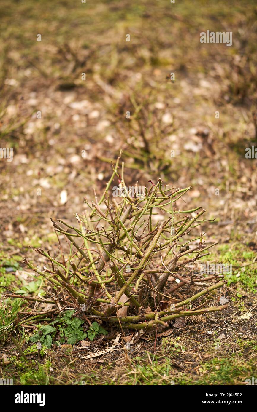 Vertical shot of a small leafless bush in a field Stock Photo - Alamy