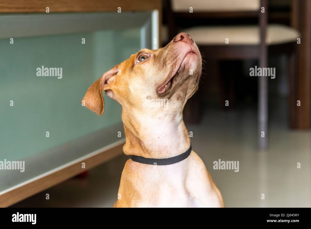 Caramel colored dog looking up. Salvador, Bahia, Brazil Stock Photo - Alamy