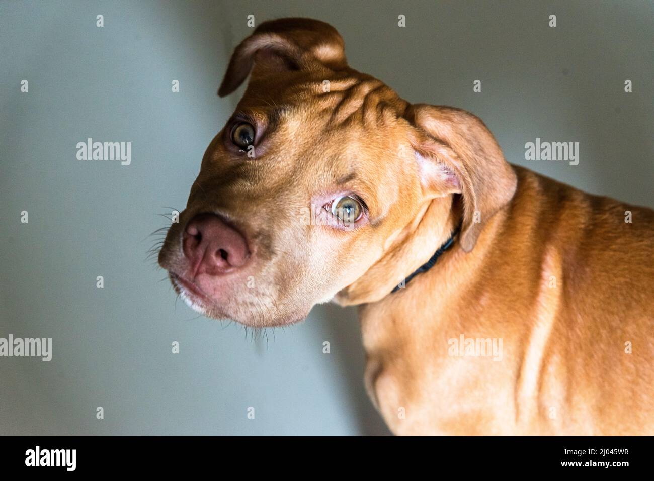 Closeup of the face of a caramel colored dog looking at the camera ...