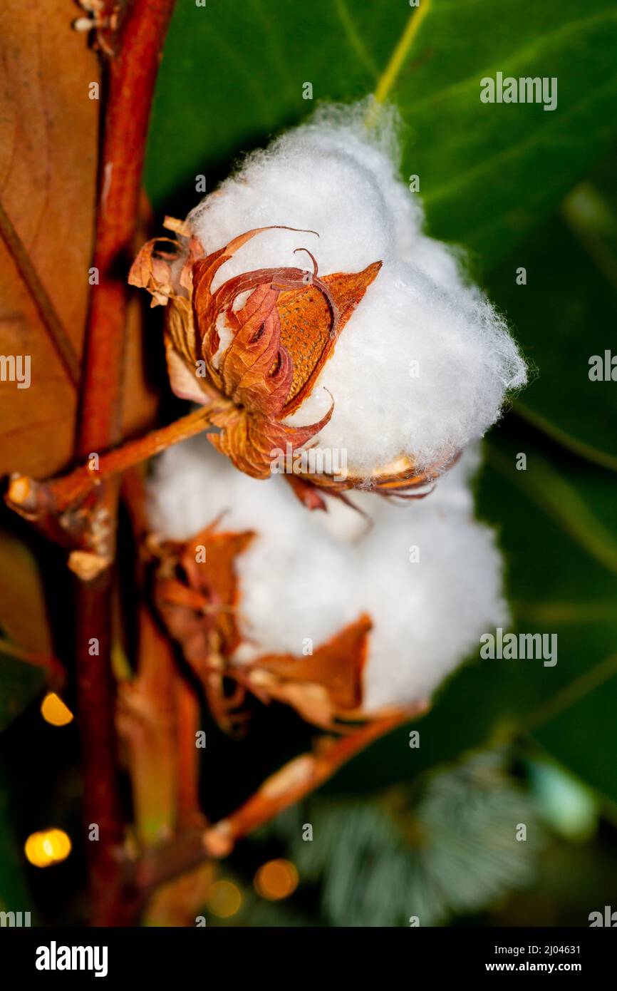 Macro detail of white cotton Stock Photo - Alamy