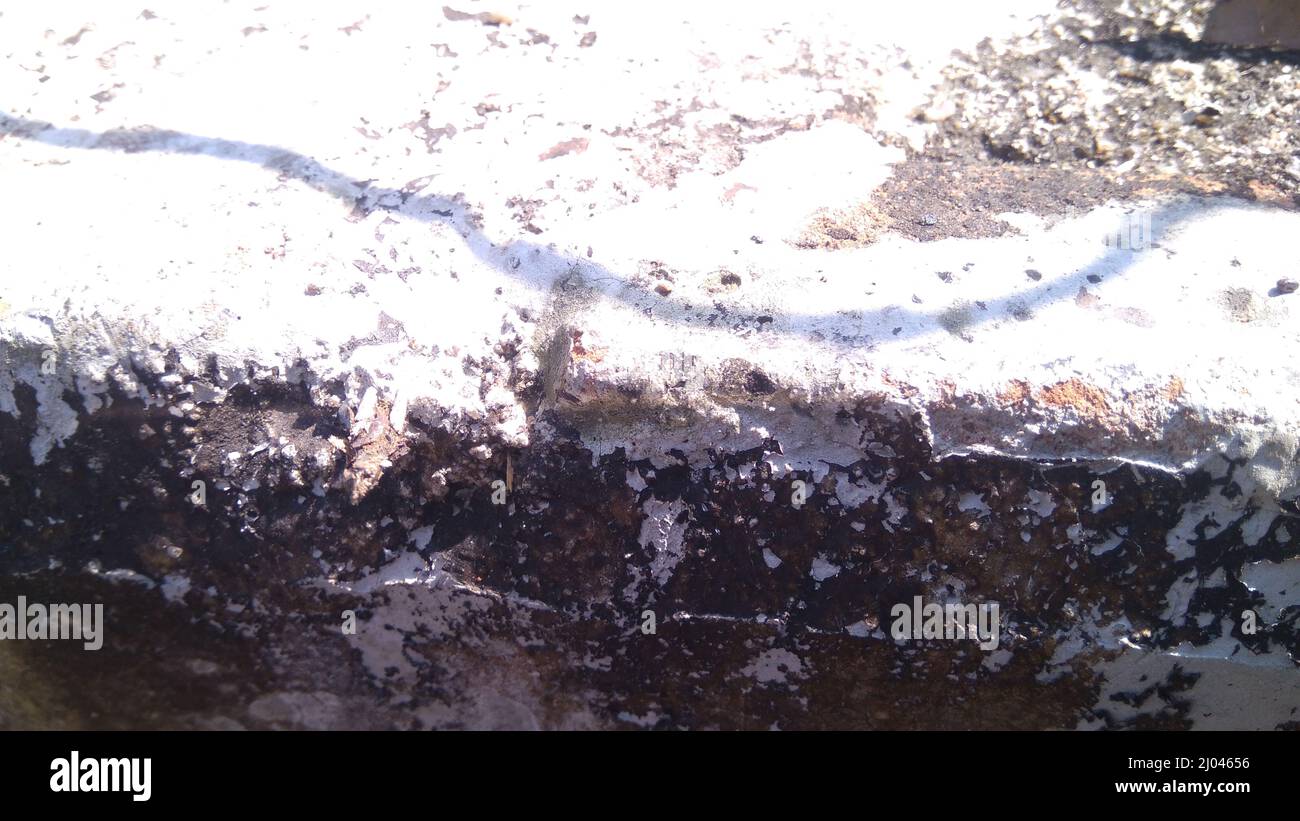 Pupa shell hi-res stock photography and images - Alamy