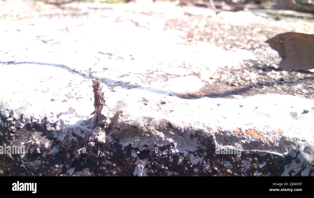 Pupa shell hi-res stock photography and images - Alamy