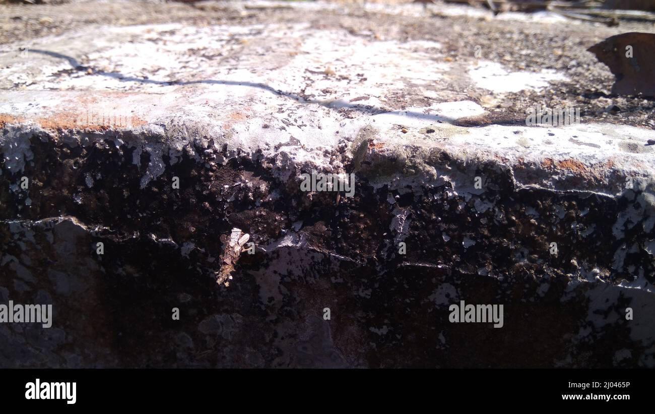 Moth pupae life cycle hi-res stock photography and images - Alamy