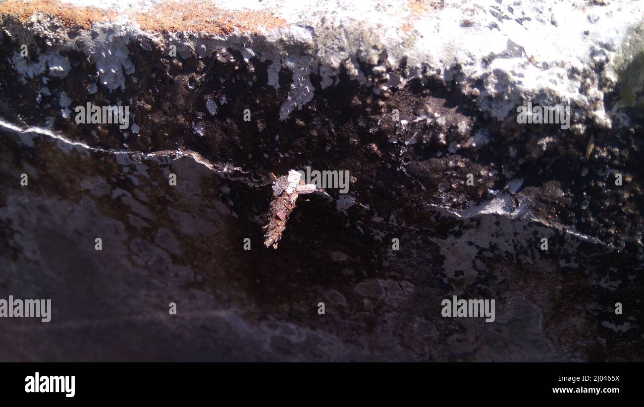 Pupa shell hi-res stock photography and images - Alamy