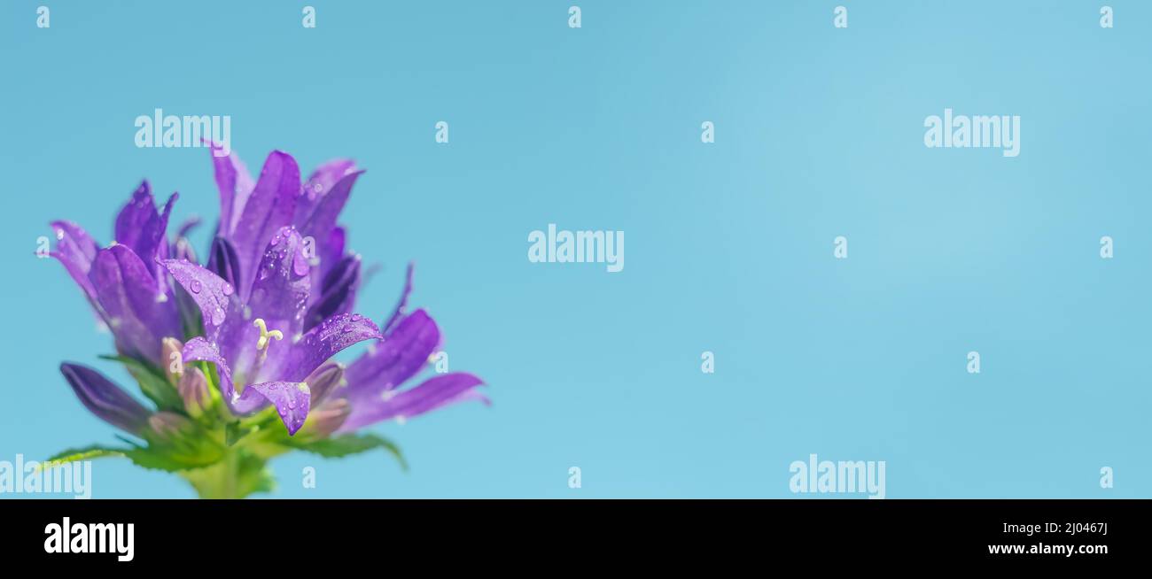 Purple bluebells hi-res stock photography and images - Alamy