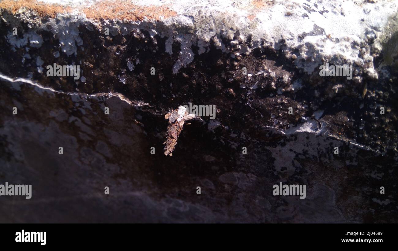 Moth pupae life cycle hi-res stock photography and images - Alamy