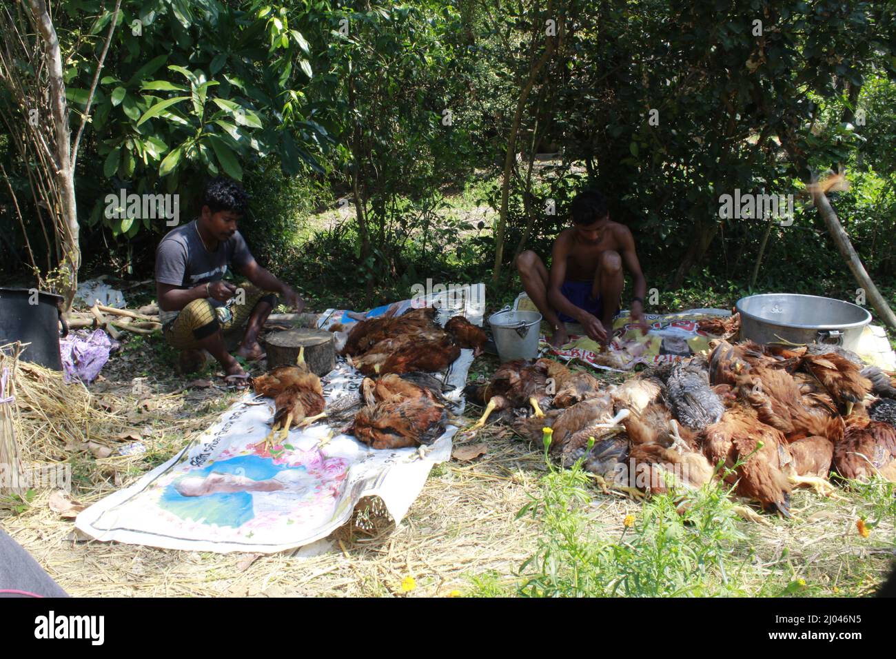 Indian man cutting Chicken meat during Marriage for food Stock Photo ...
