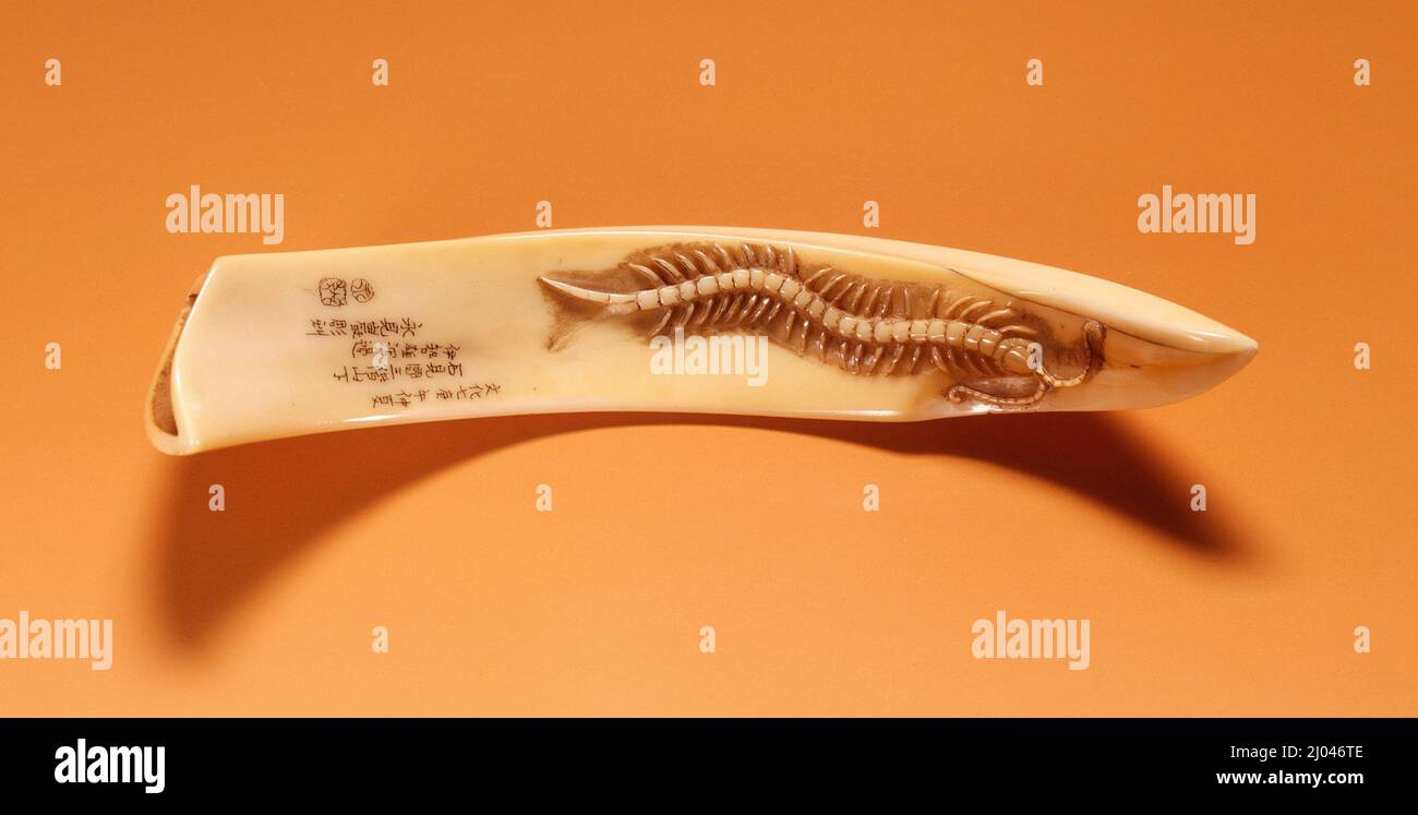 The boars tusk hi-res stock photography and images - Alamy