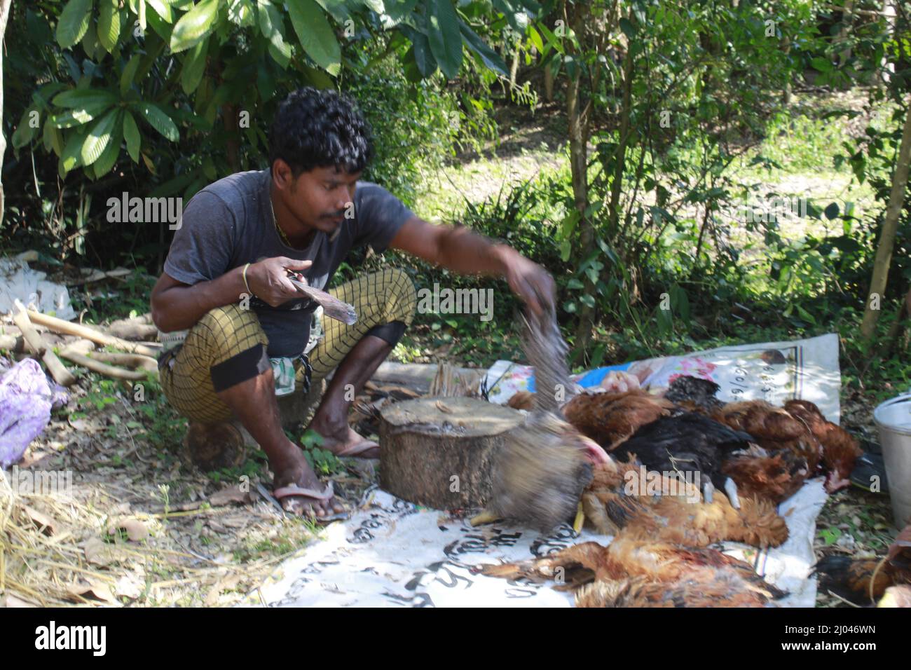 Indian man cutting Chicken meat during Marriage for food Stock Photo ...