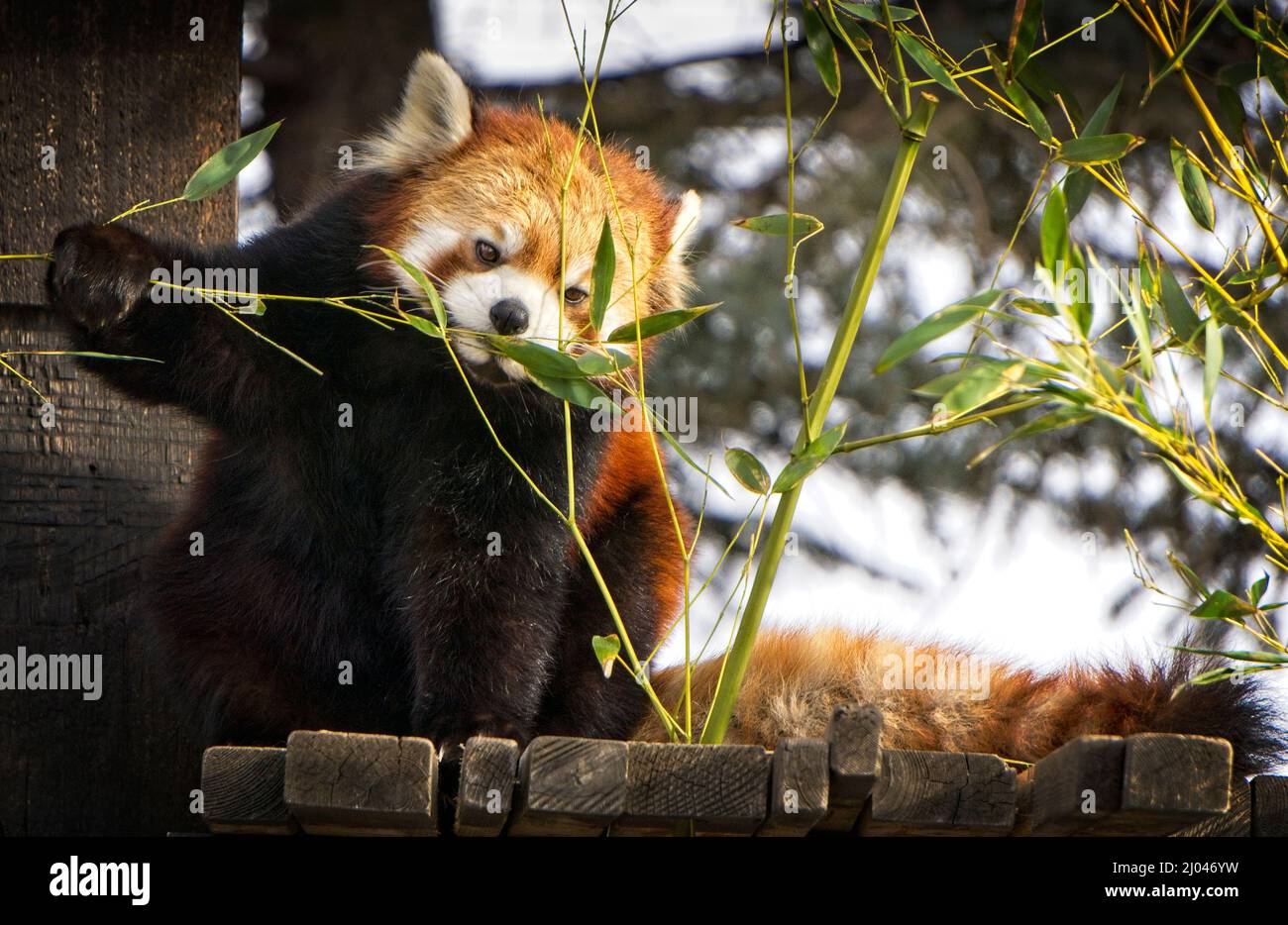 red panda Calgary Zoo Alberta Stock Photo - Alamy
