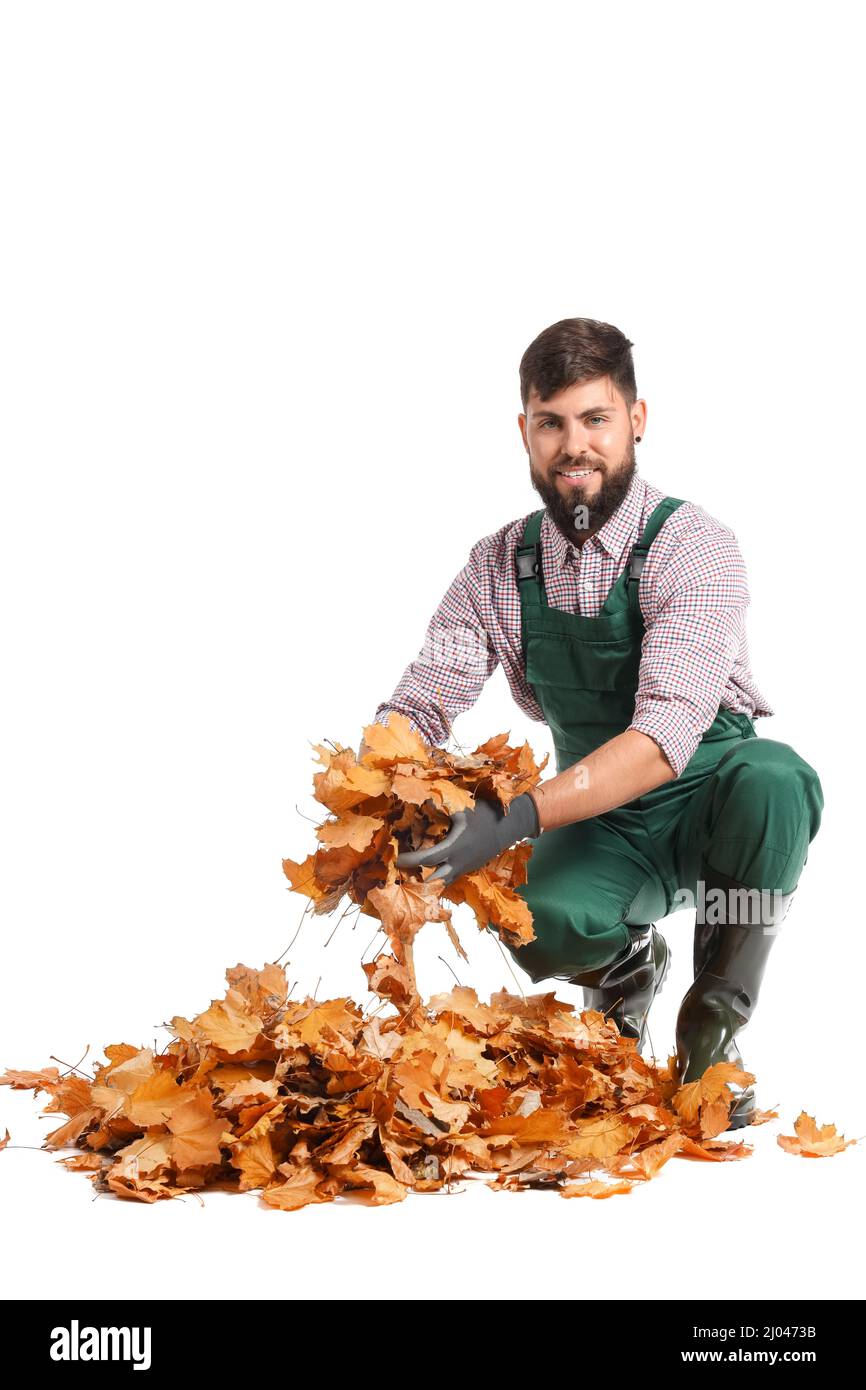 Worker gathering autumn leaves on white background Stock Photo - Alamy