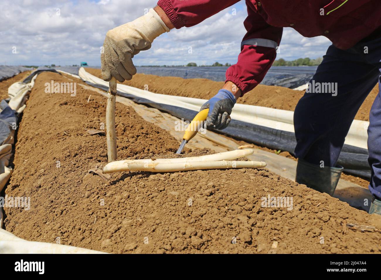 Agricultural asparagus harvest Stock Photo - Alamy