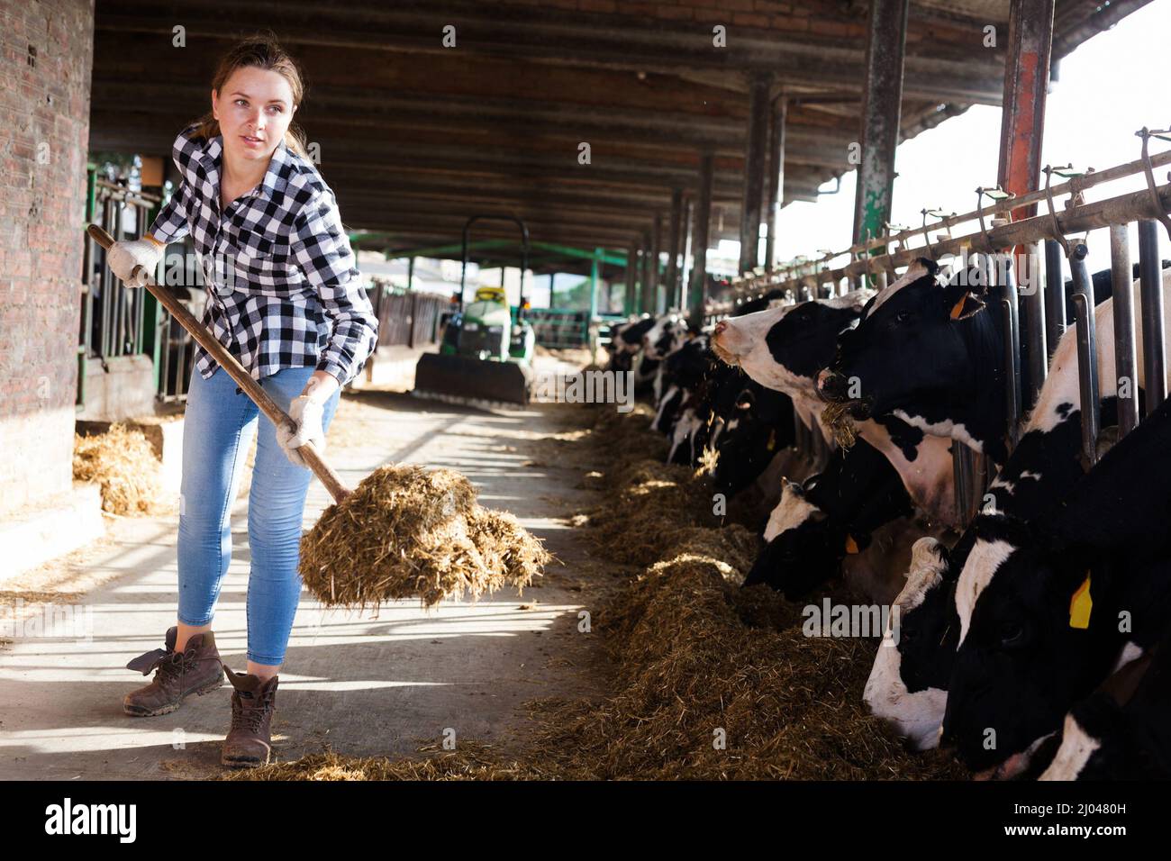 Young woman working with hay for cows on dairy farm Stock Photo - Alamy