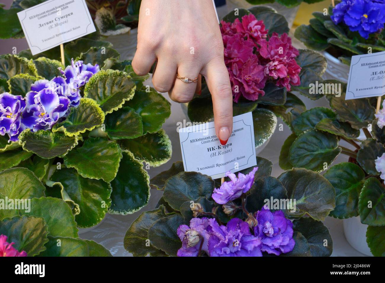Woman hand pointing at blue violets growing, flower shop Stock Photo ...