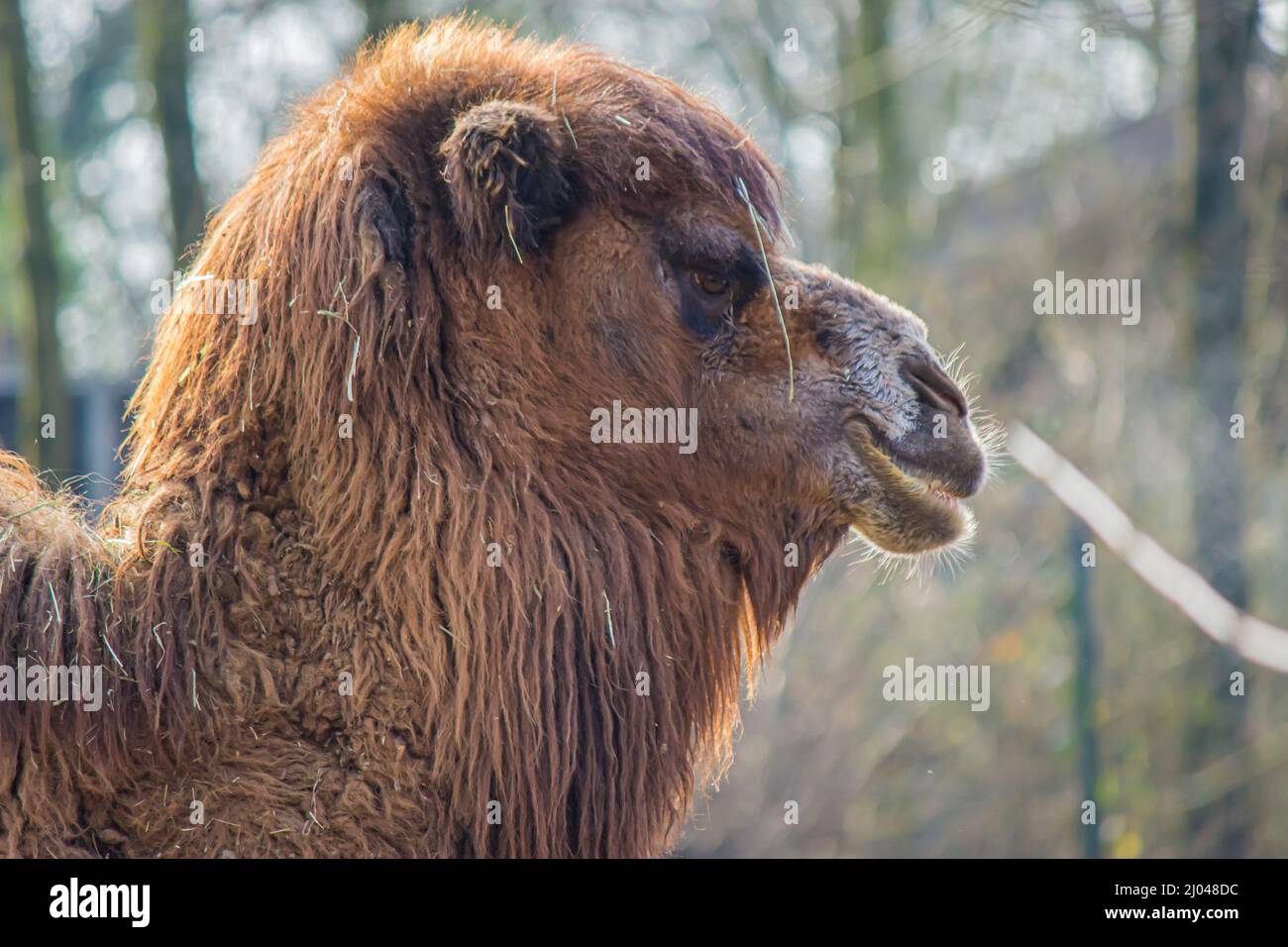 Side view of a camel head against bokeh background Stock Photo - Alamy