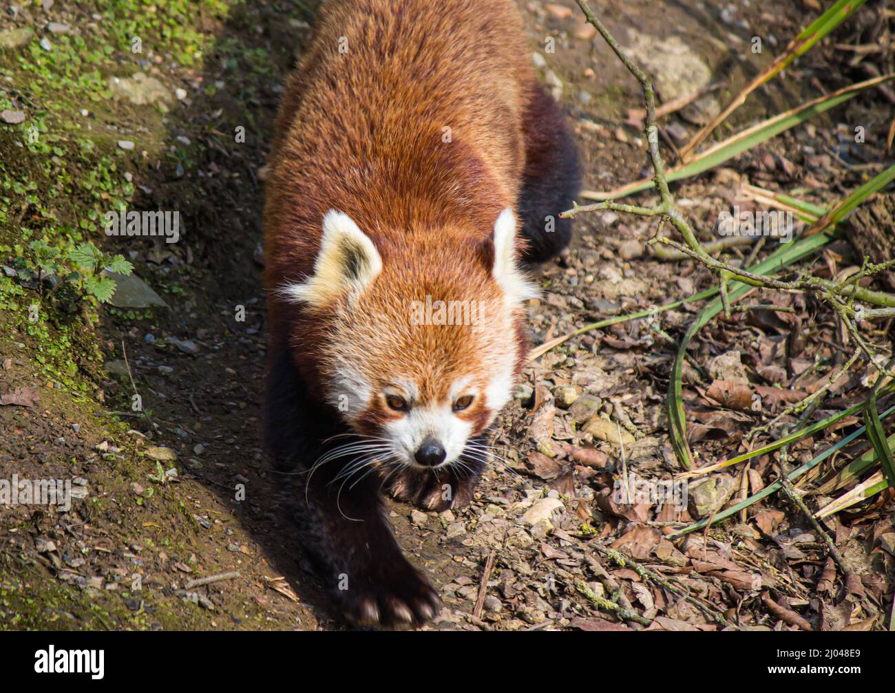 Natural view of a red panda walking on the ground Stock Photo - Alamy