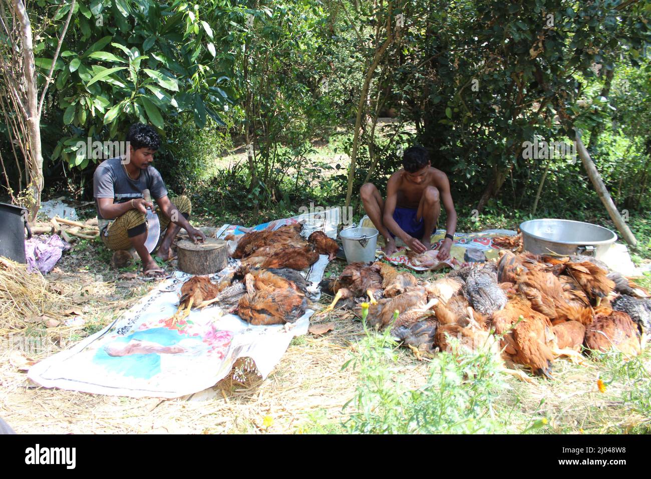 Indian man cutting Chicken meat during Marriage for food Stock Photo ...