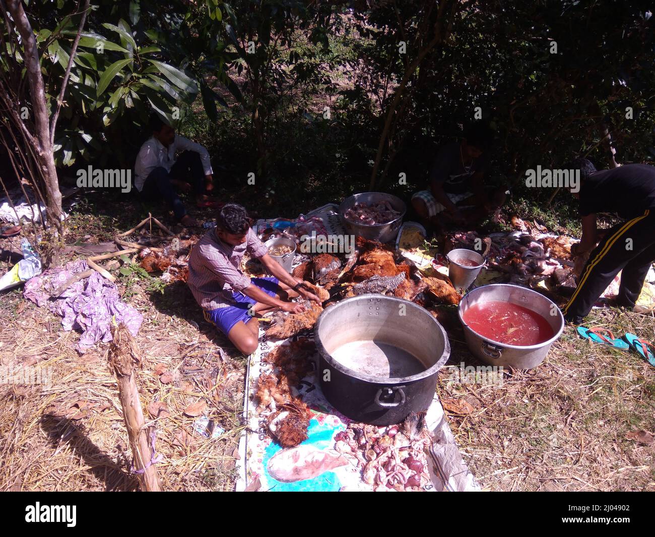 Indian man cutting Chicken meat during Marriage for food Stock Photo ...