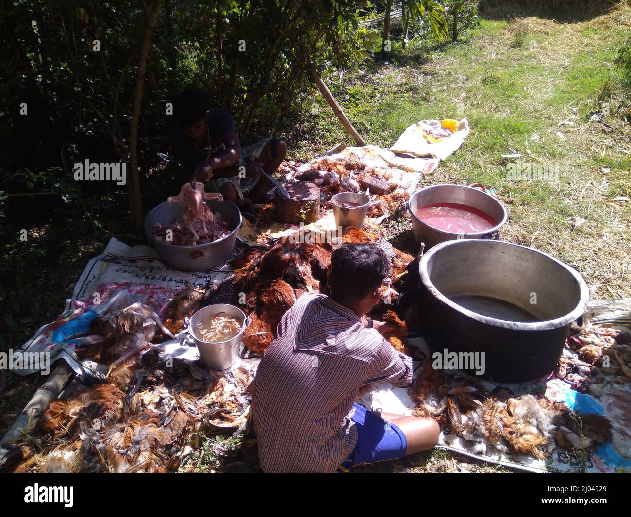 Indian man cutting Chicken meat during Marriage for food Stock Photo ...