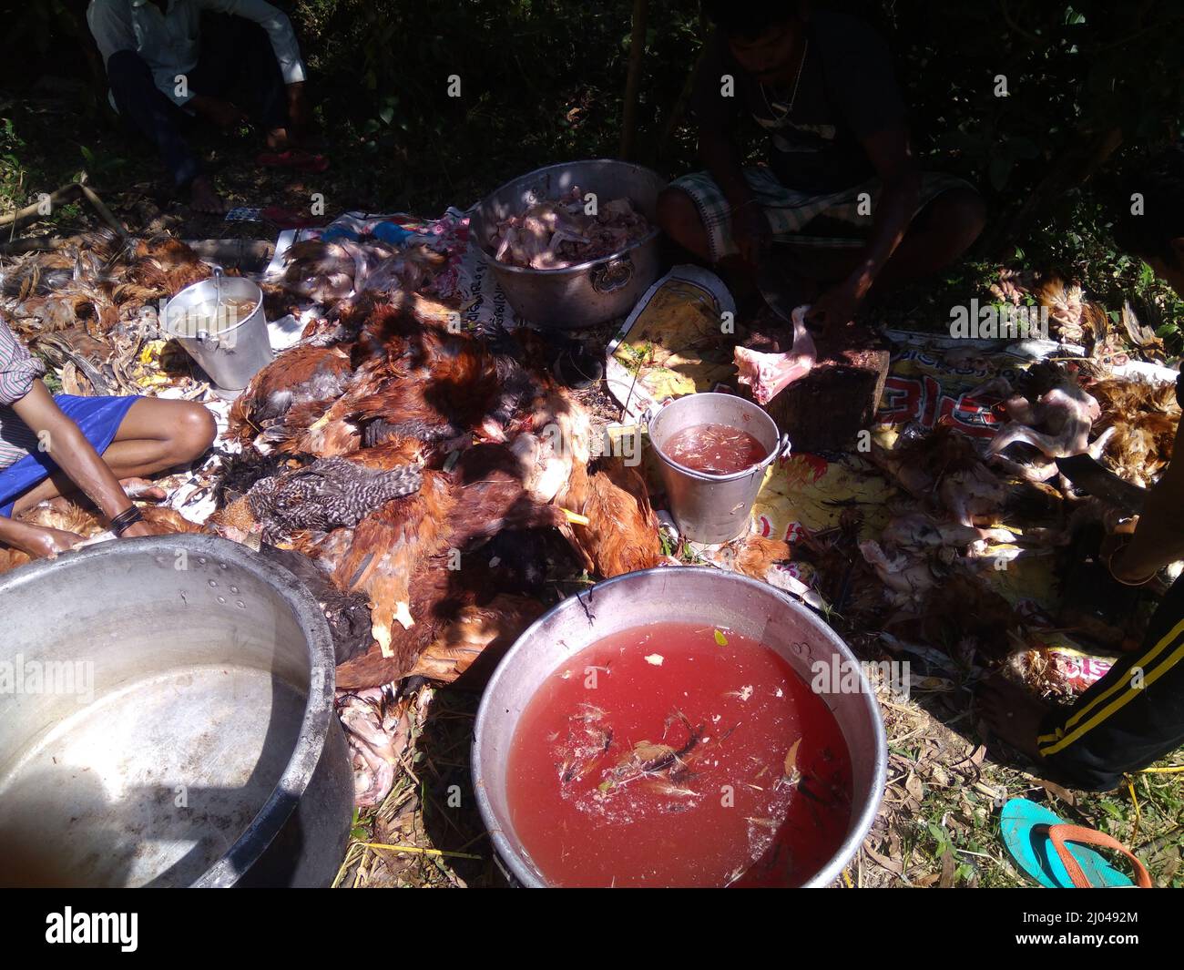 Indian man cutting Chicken meat during Marriage for food Stock Photo ...
