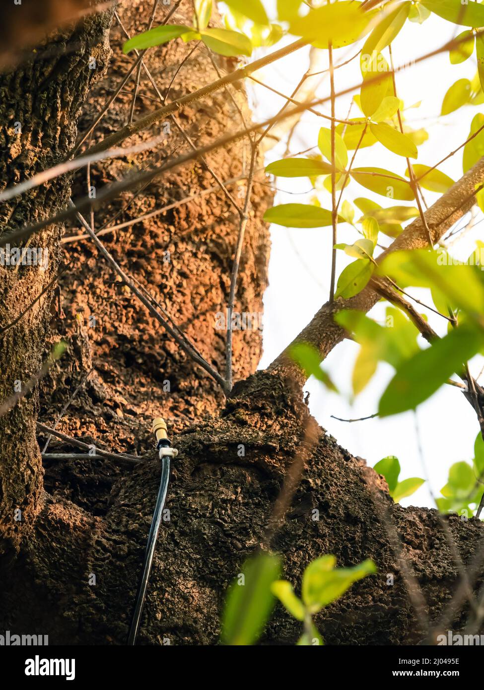 Brass mist nozzles or sprinklers for spraying water spray on trees ...