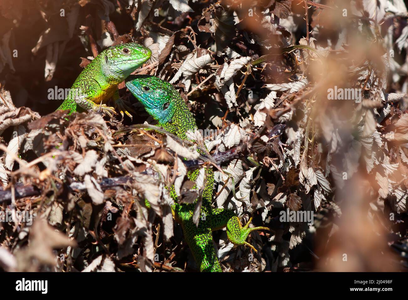 pair of beautiful black-green lizards in their home where they will ...