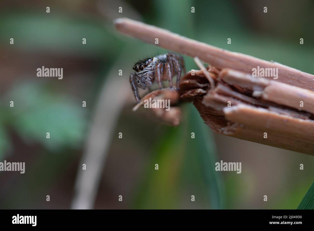 Tiny jumping spider hi-res stock photography and images - Alamy