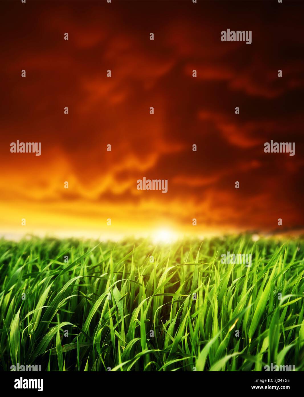 Fantastic field glowing by sunlight. Red overcast sky with sunny beams ...