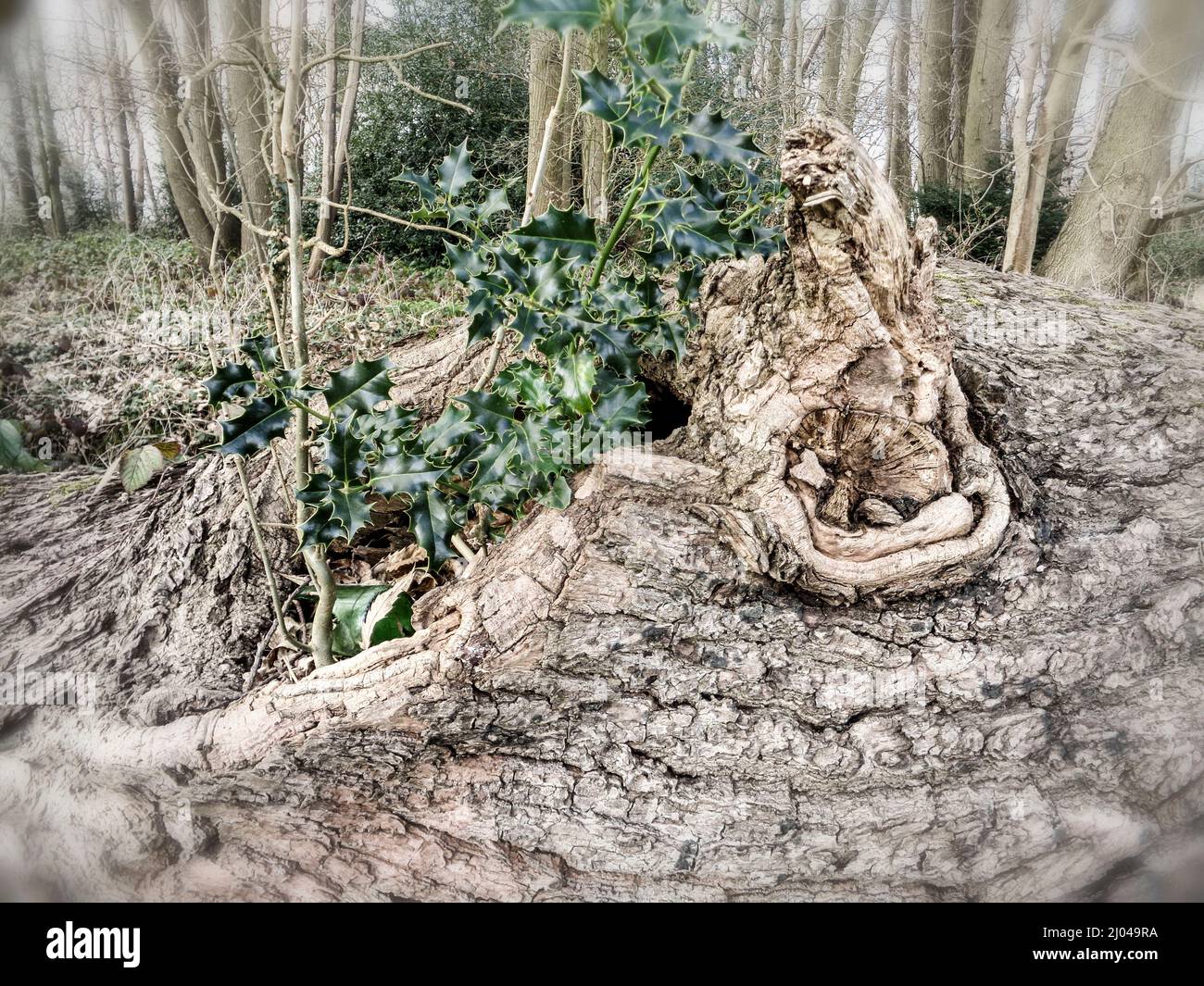 Natural patterns and textures in the environment, intimate landscape ...