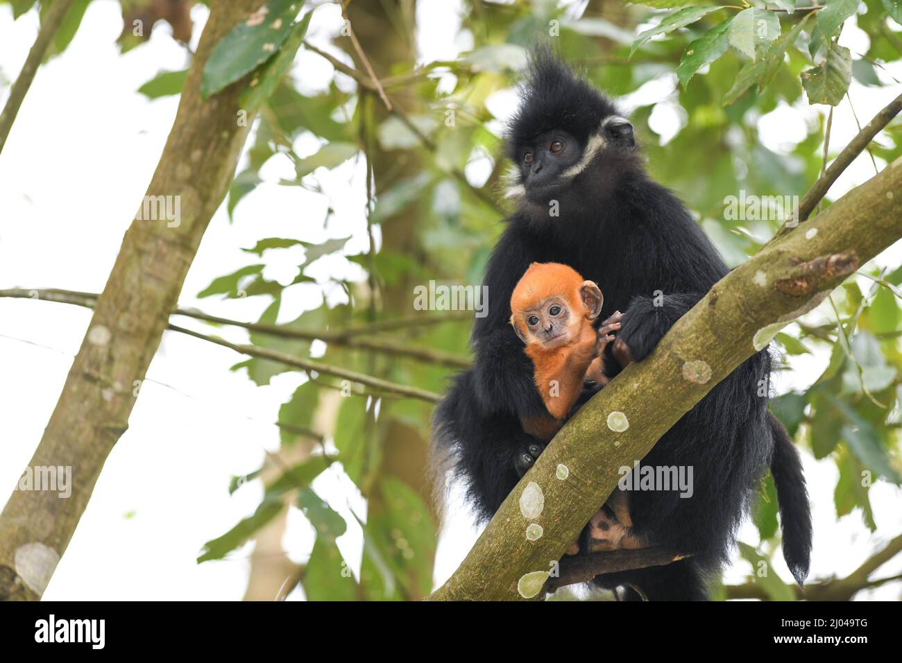 (220316) -- YANHE, March 16, 2022 (Xinhua) -- A Francois' leaf monkey ...