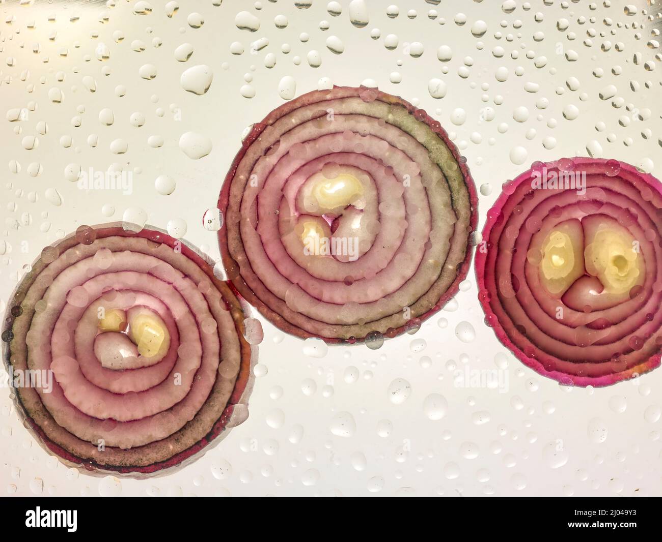 Creative food ingredients, red onion slices on extended depth ...