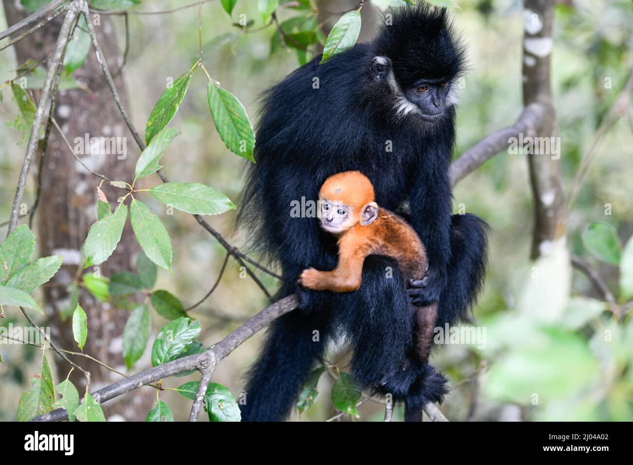 (220316) -- YANHE, March 16, 2022 (Xinhua) -- A Francois' leaf monkey ...