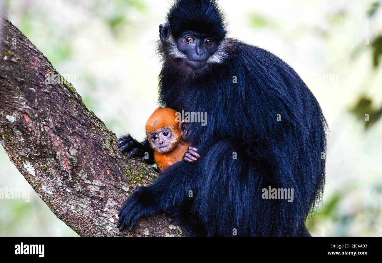 (220316) -- YANHE, March 16, 2022 (Xinhua) -- A Francois' leaf monkey ...