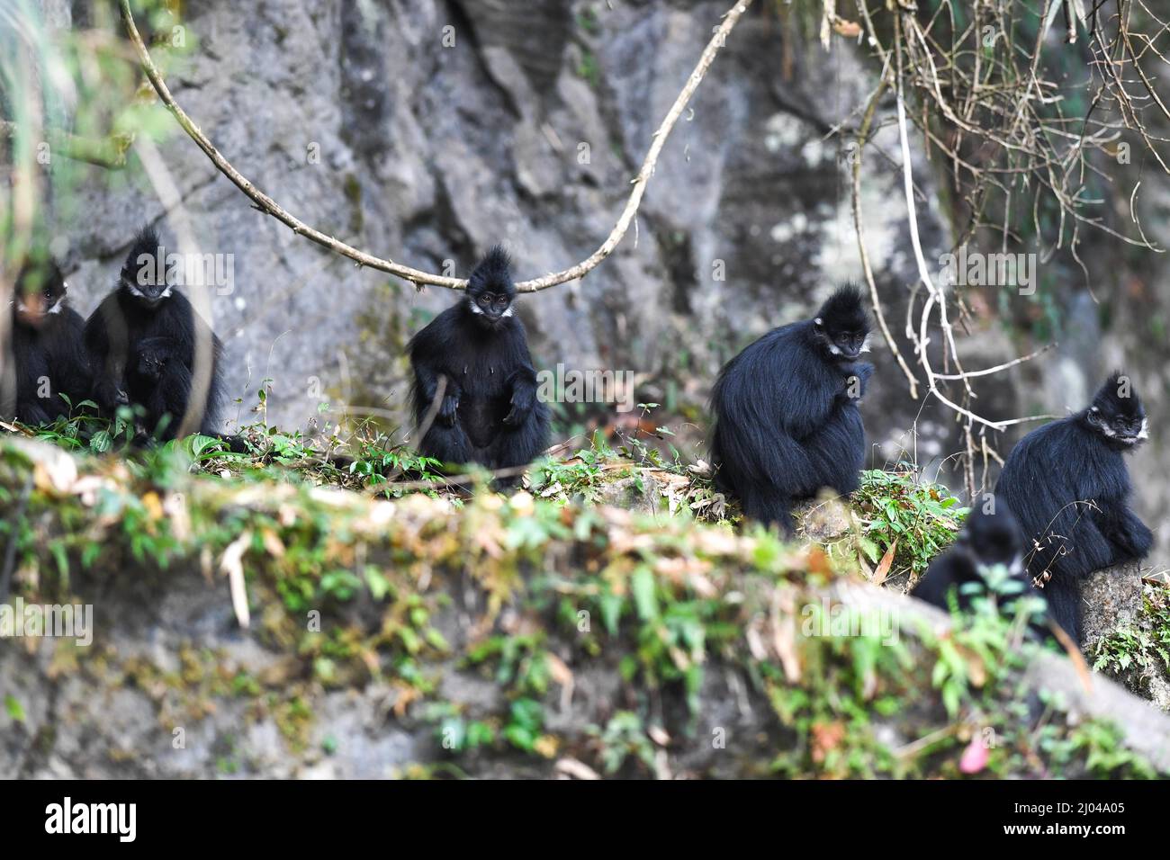 (220316) -- YANHE, March 16, 2022 (Xinhua) -- Francois' leaf monkeys ...
