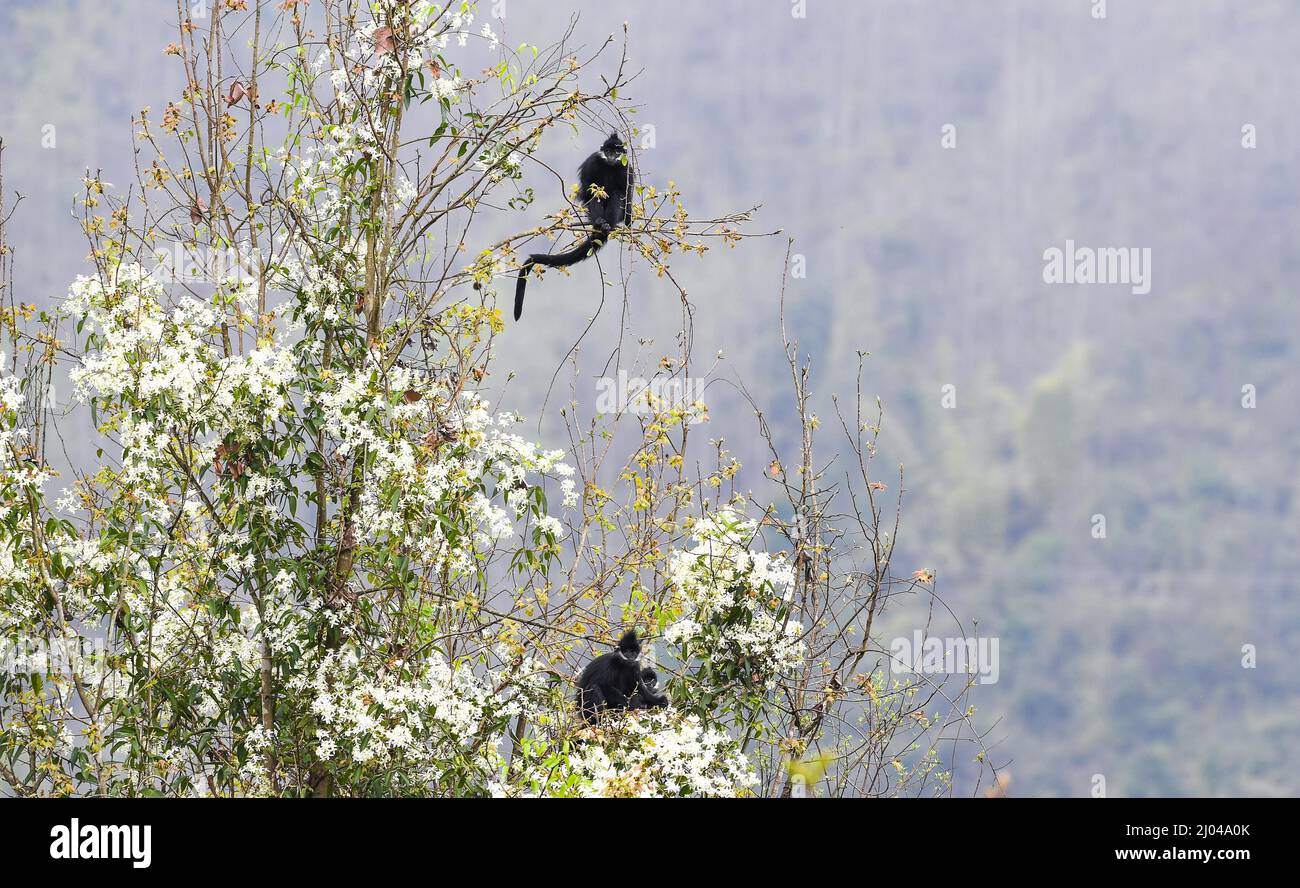 (220316) -- YANHE, March 16, 2022 (Xinhua) -- Francois' leaf monkeys ...