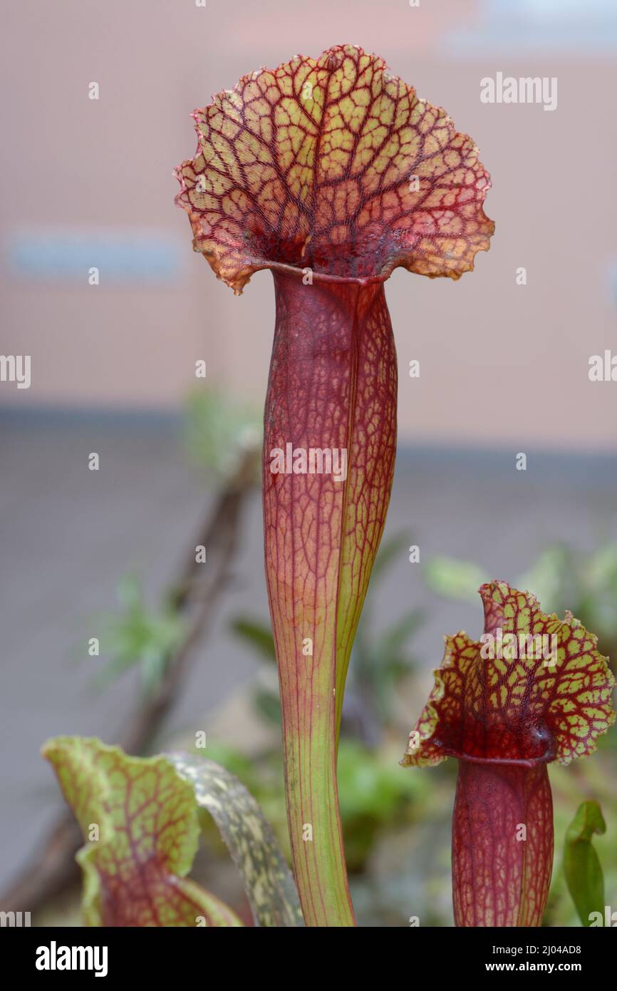 Tropical pitcher plant Sarracenia growing in a greenhouse Stock Photo - Alamy